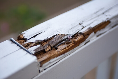 Houtrot herkennen: alles wat je moet weten! | GlansGarant